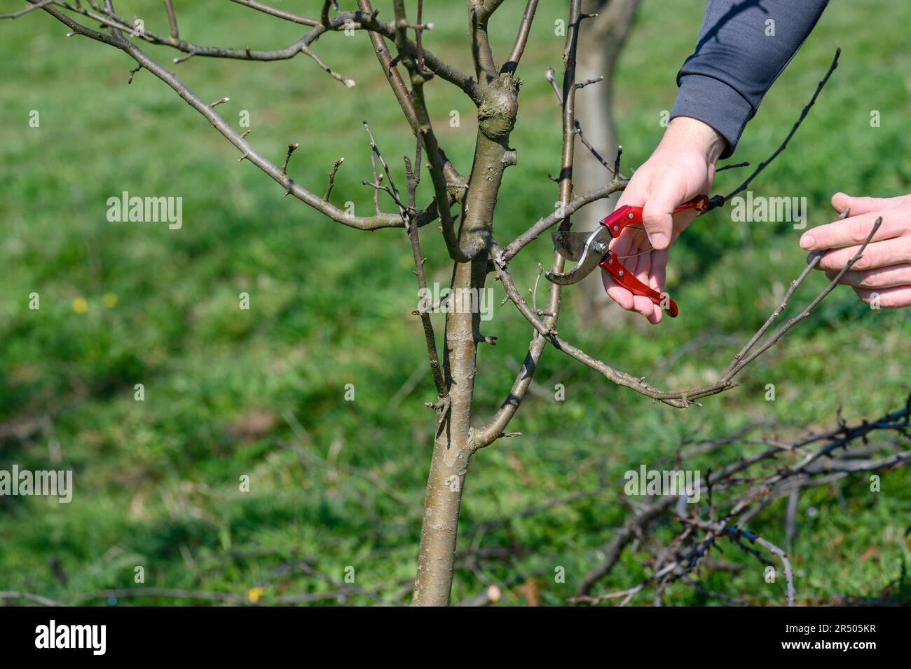 Spring formative pruning of a tree and the formation of a tree crown ...