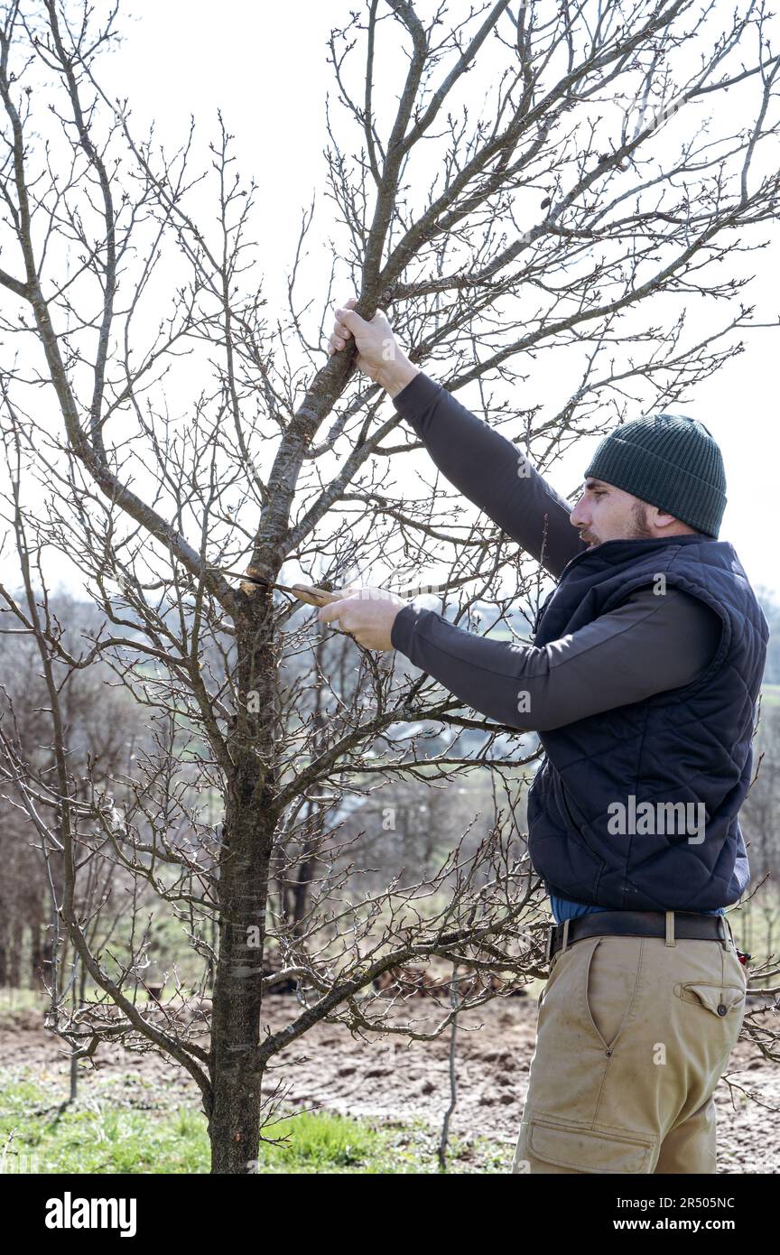 a gardener cuts branches on a plum tree with a hand saw, landscaping ...