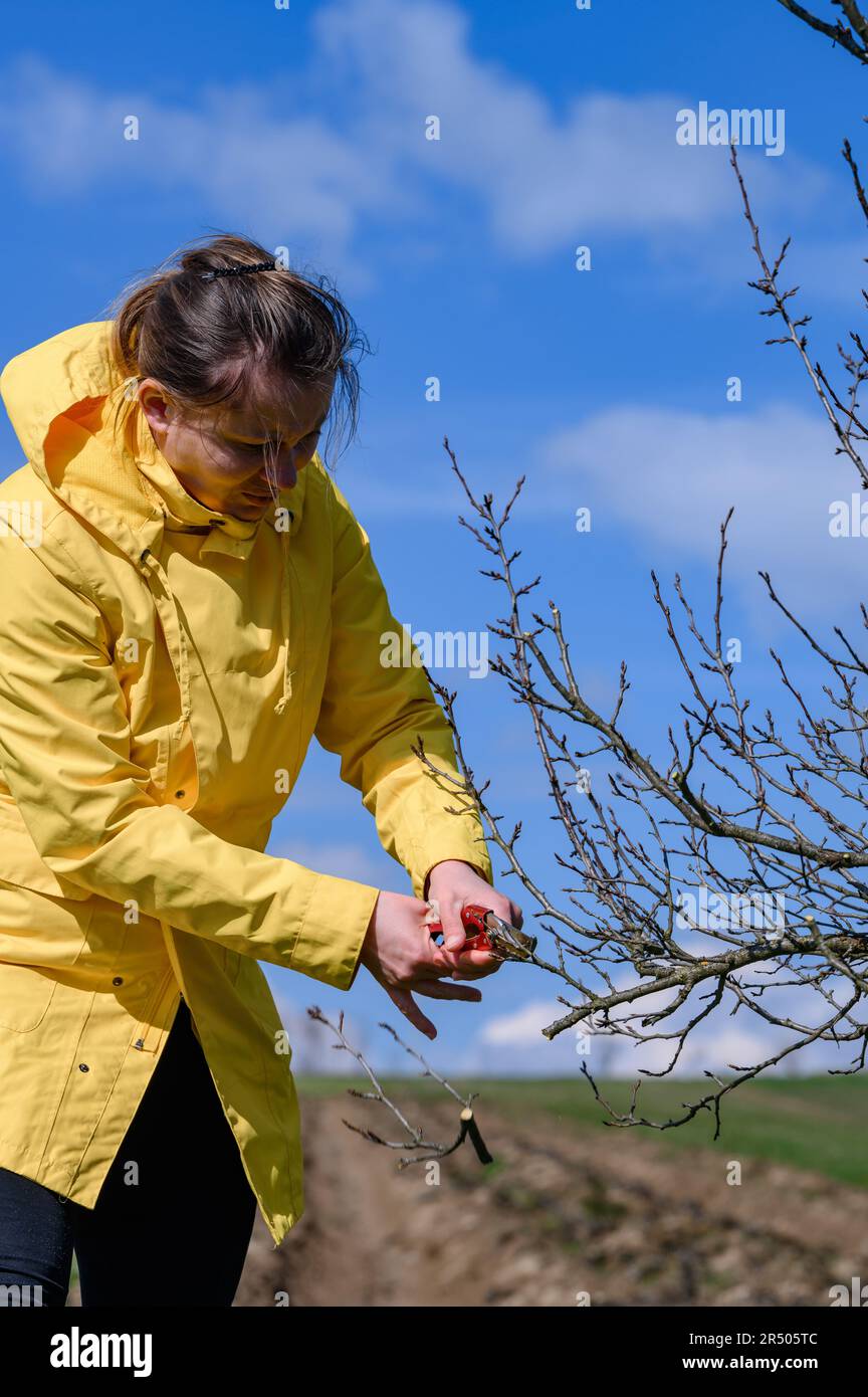 Spring formative pruning tree hi-res stock photography and images - Alamy