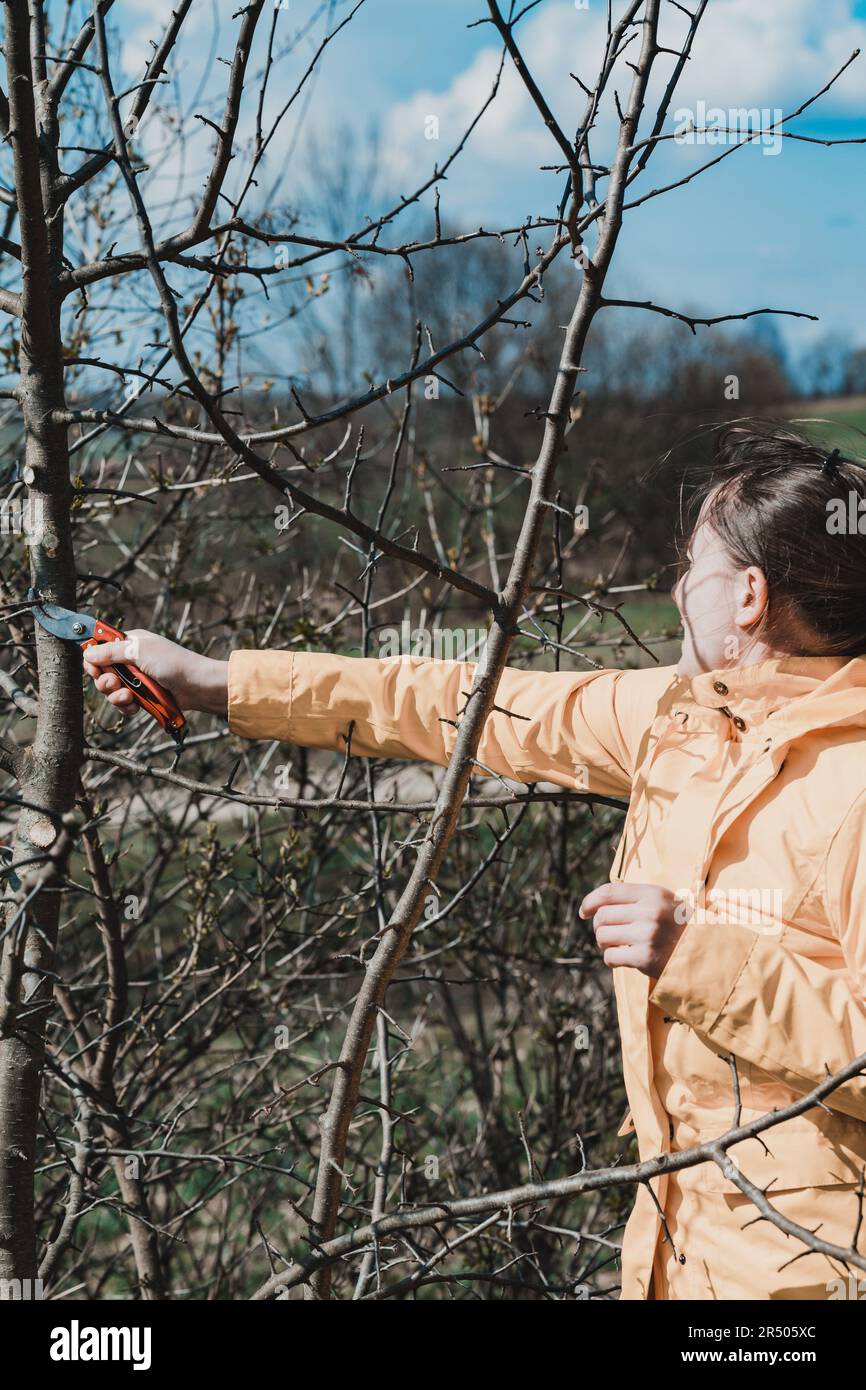 Pruning tree branches in the garden in spring, Woman cuts unnecessary ...