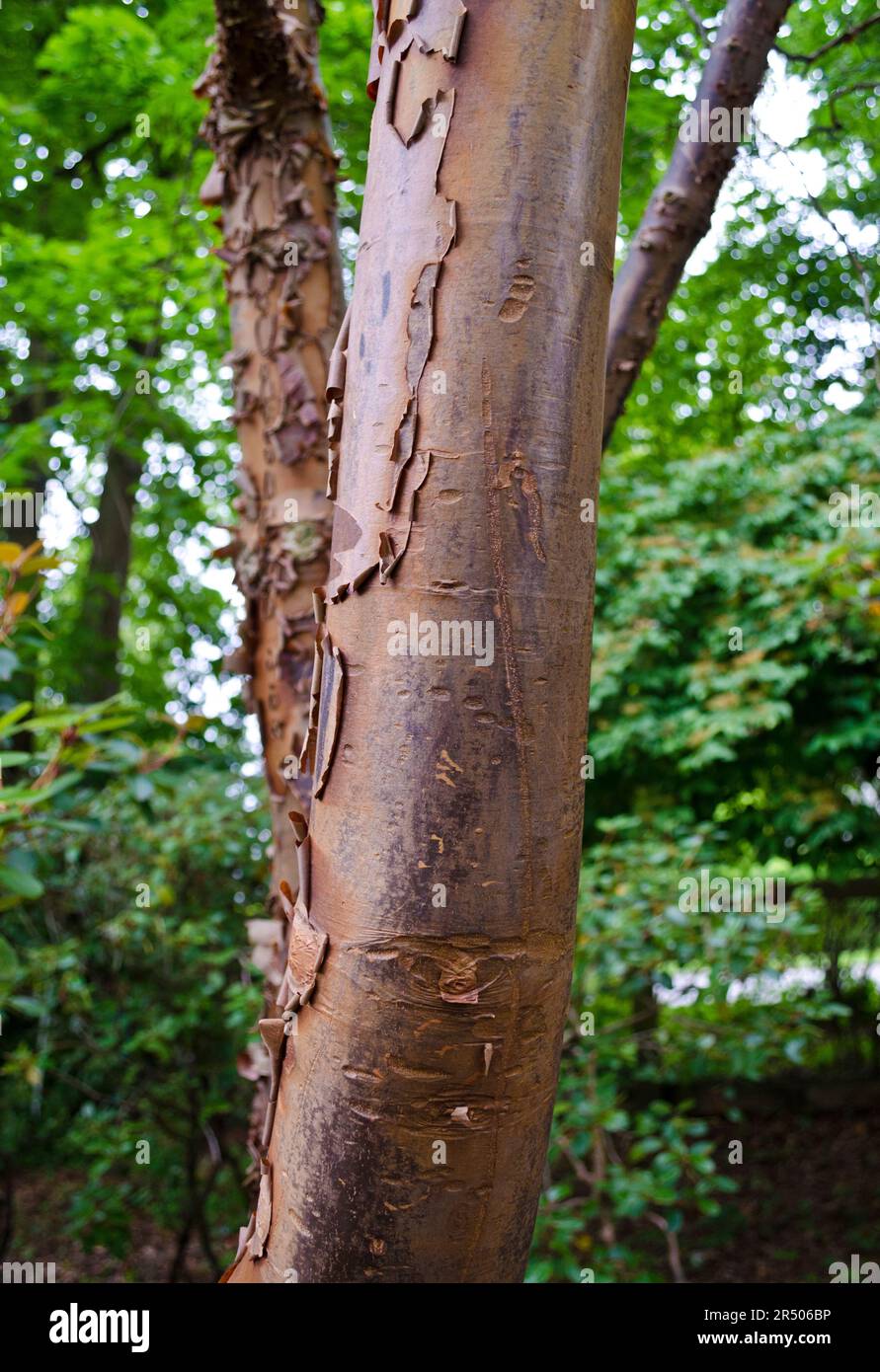 Acer griseum paperbark maple tree hi-res stock photography and images ...