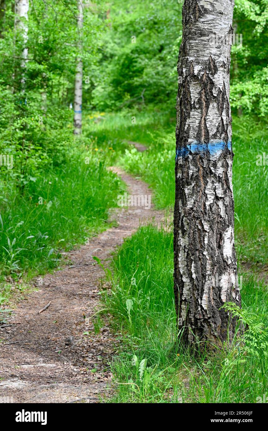 narrow trail marked with blue color through birch forest Stock Photo ...