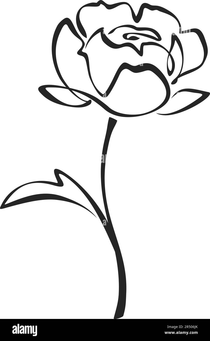 Peony flower. Black line drawing of peony isolated on a white ...