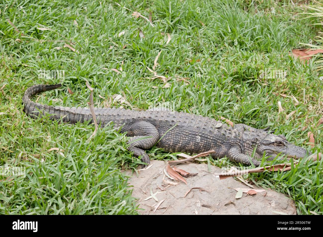 Alligators have a long, rounded snout that has upward facing nostrils ...