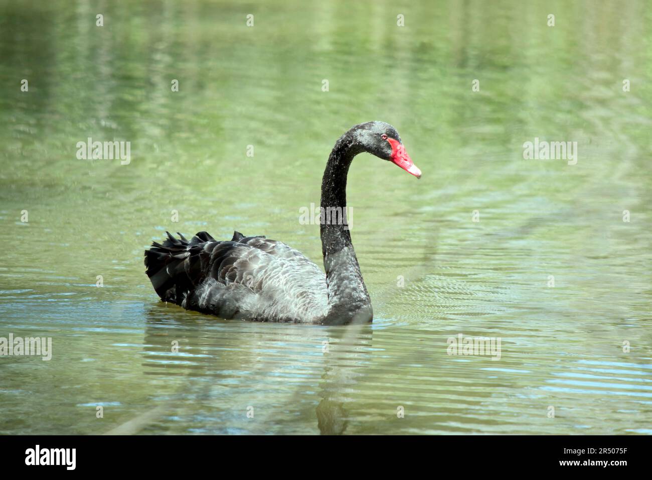 the black swan is an all black waterbird with a red bill with a white ...