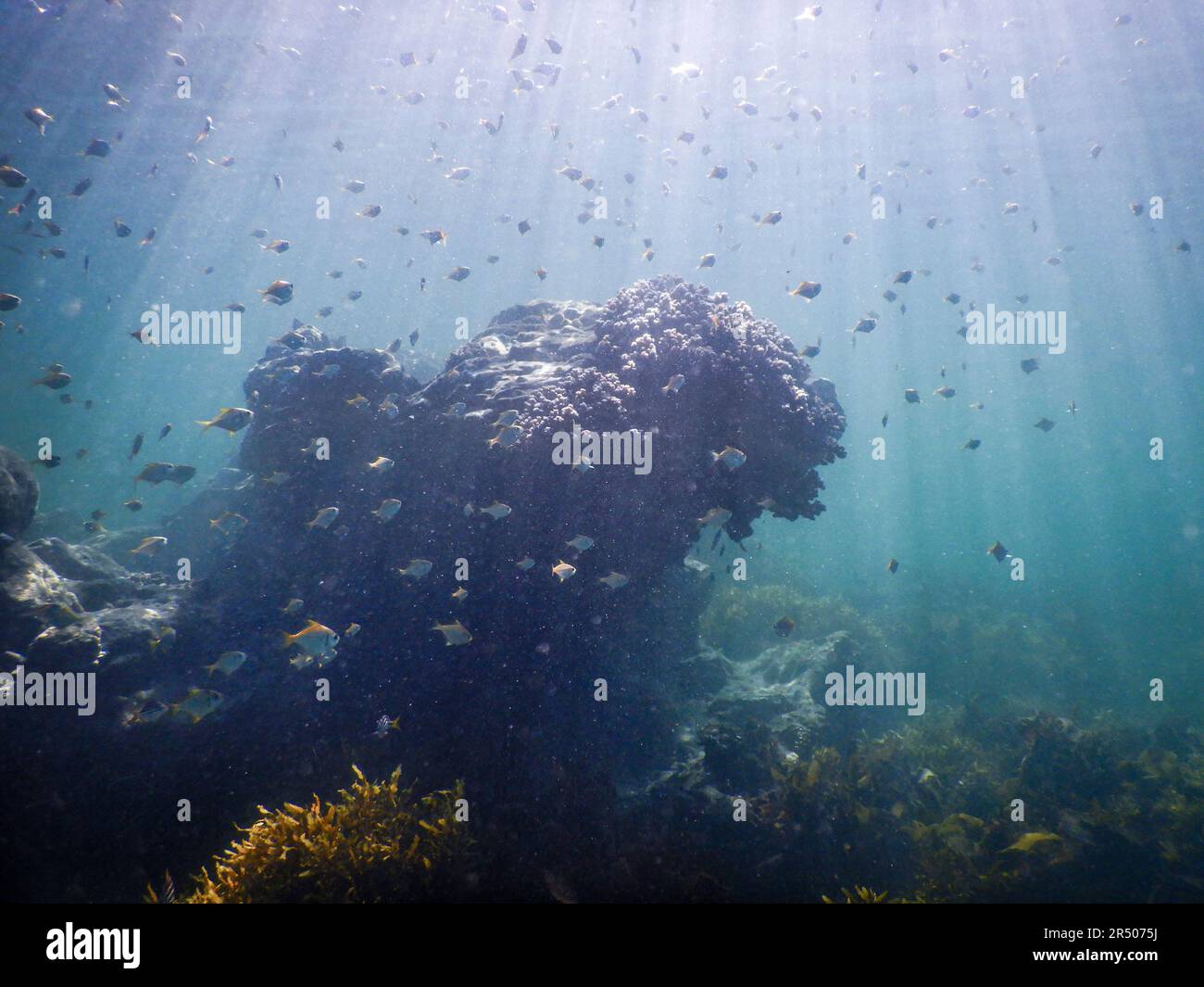 Fish algae nest hi-res stock photography and images - Alamy