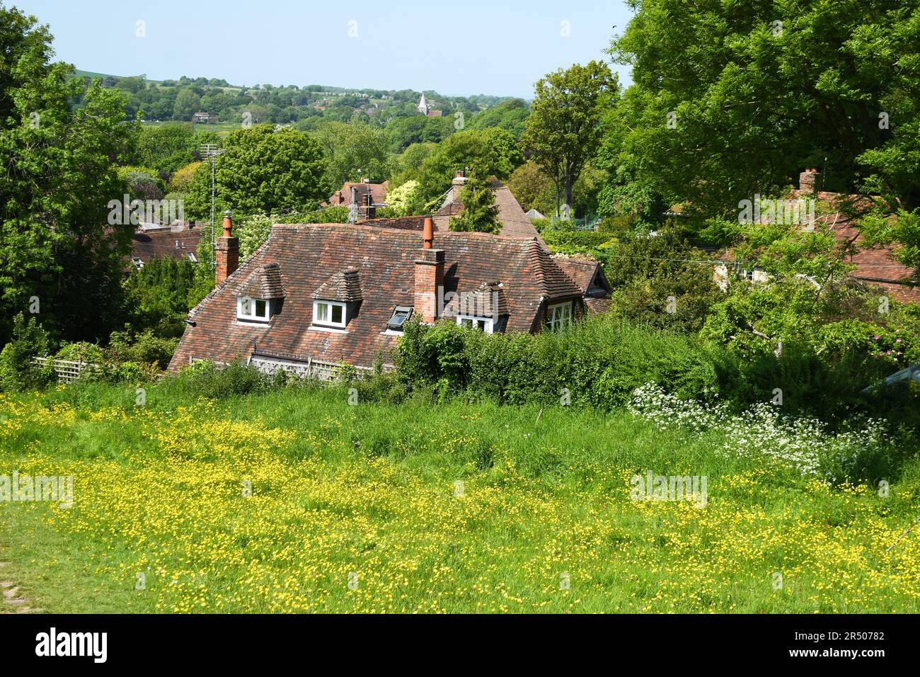 Sussex buttercup hi-res stock photography and images - Alamy