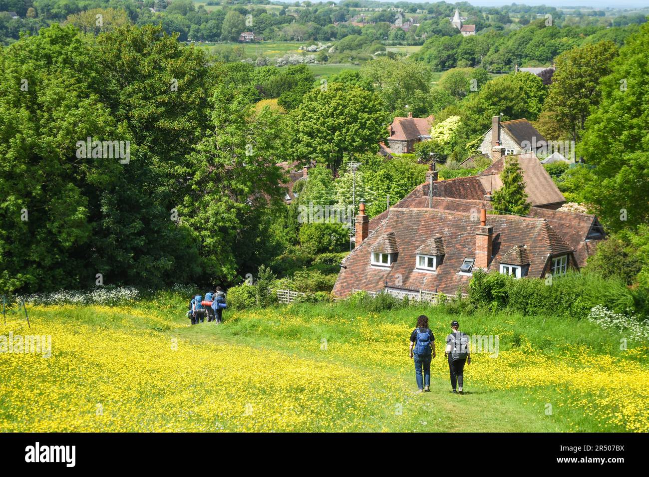 Buttercup in the foreground hi-res stock photography and images - Alamy
