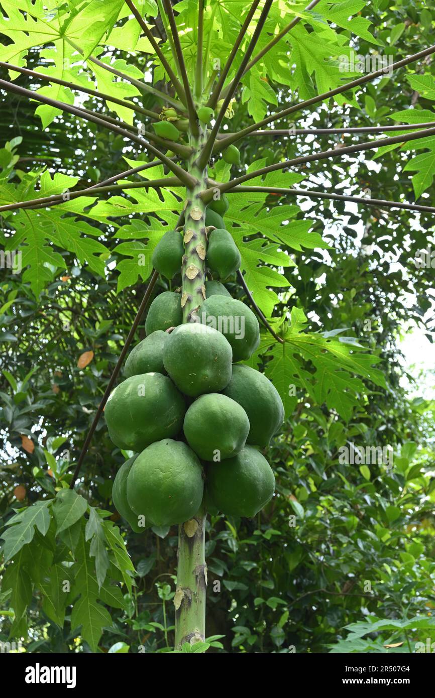 Low angle vertical view of the growing green Papaya fruits on the ...