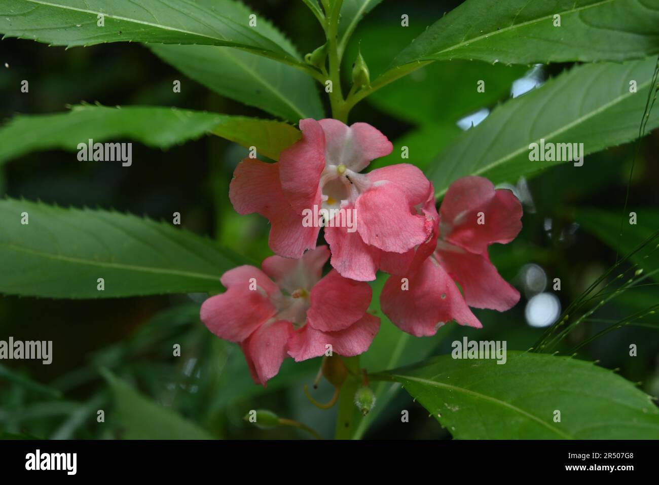 Close up view of a pinkish color flower of a Garden balsam plant ...