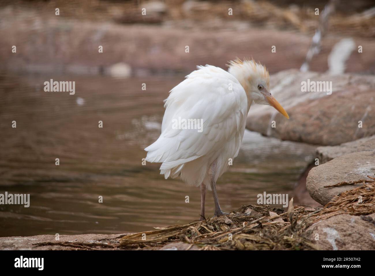 the cattle egret has a relatively short, thick neck, a sturdy bill, and ...