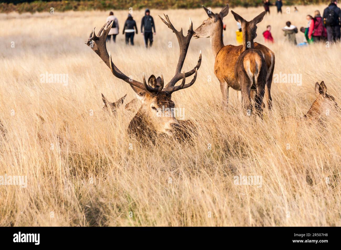 A herd of deer in the grassland at Richmond Park,Surrey,England Stock ...