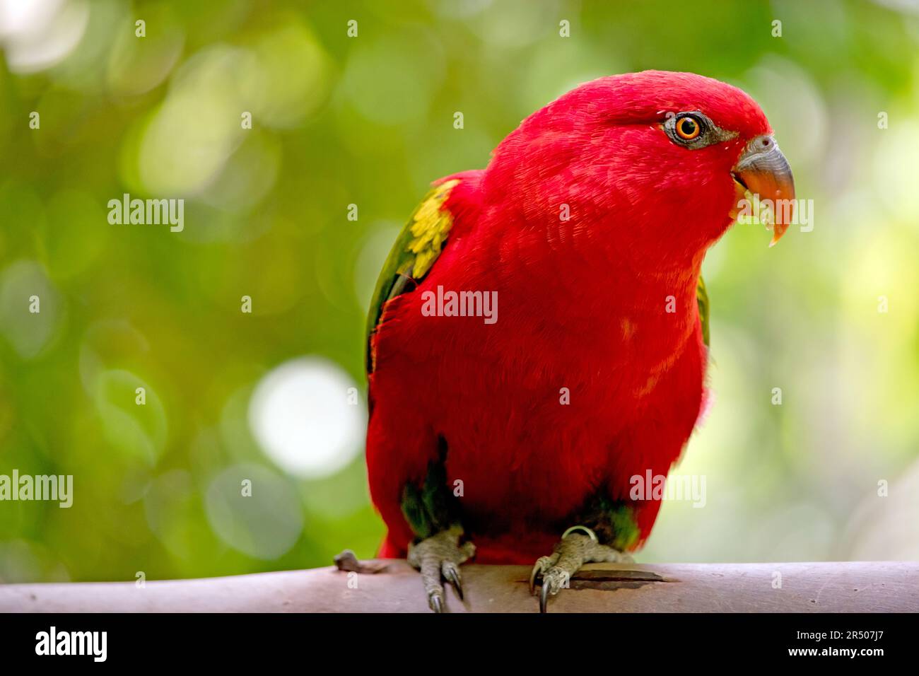 the chattering lory has a red body and green wings Stock Photo - Alamy