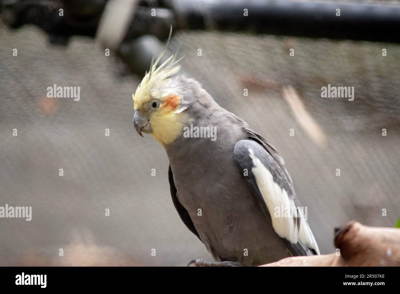the cockatiel's plumage is mostly grey, paler below, with a white wing ...