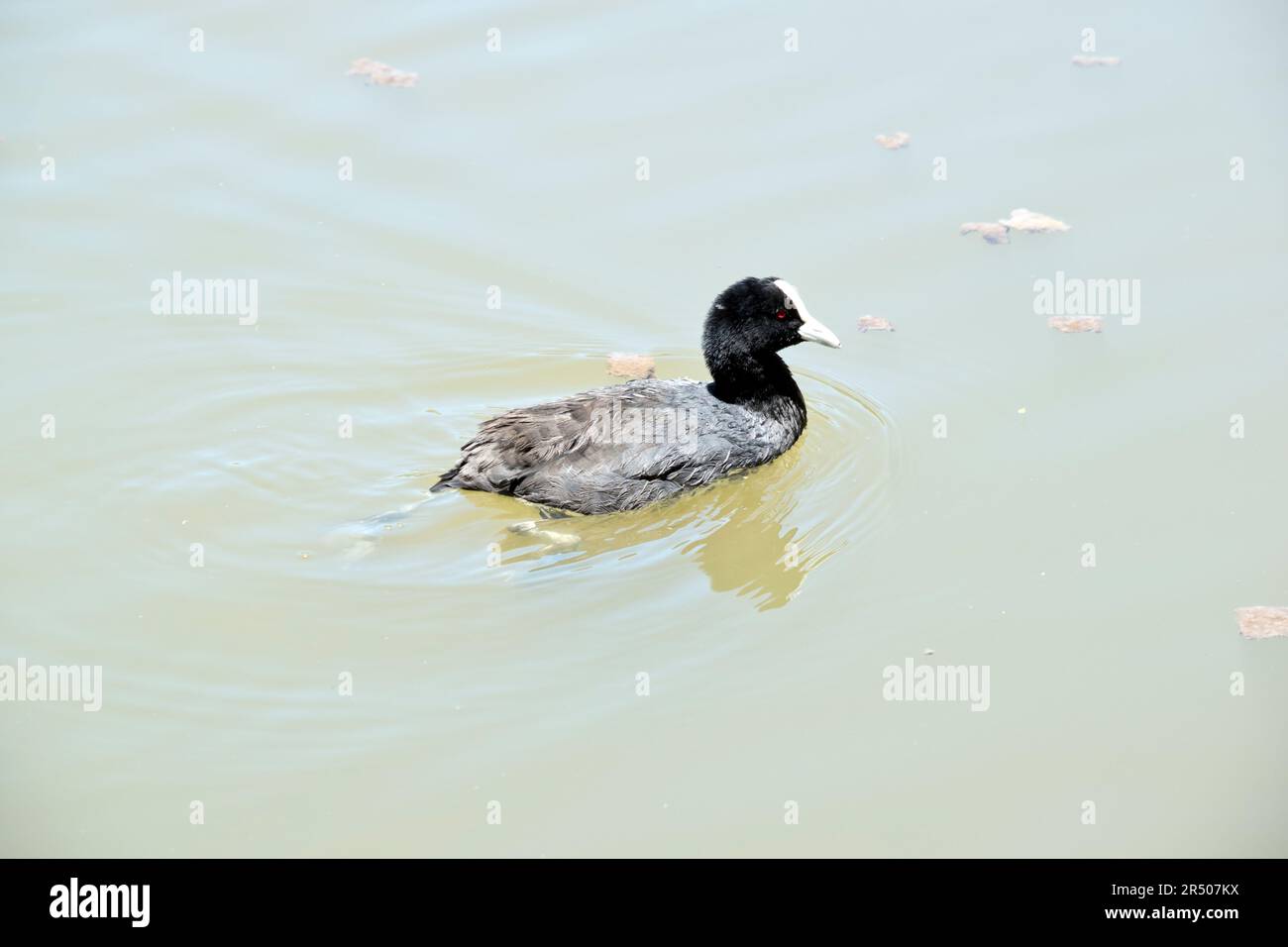 the eurasian coot is a black waterbird with a white mantle Stock Photo ...