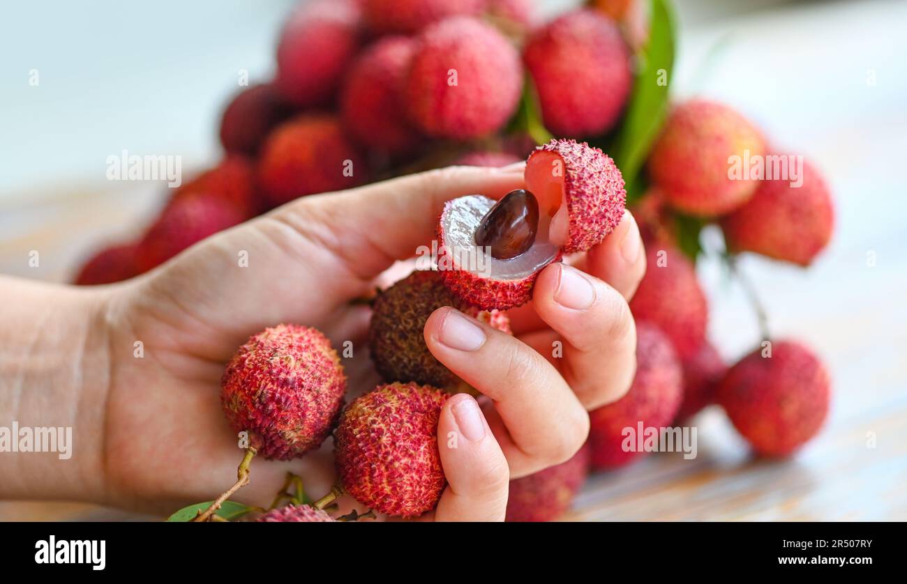 lychees on hand, fresh ripe lychee fruit tropical fruit peeled lychees ...