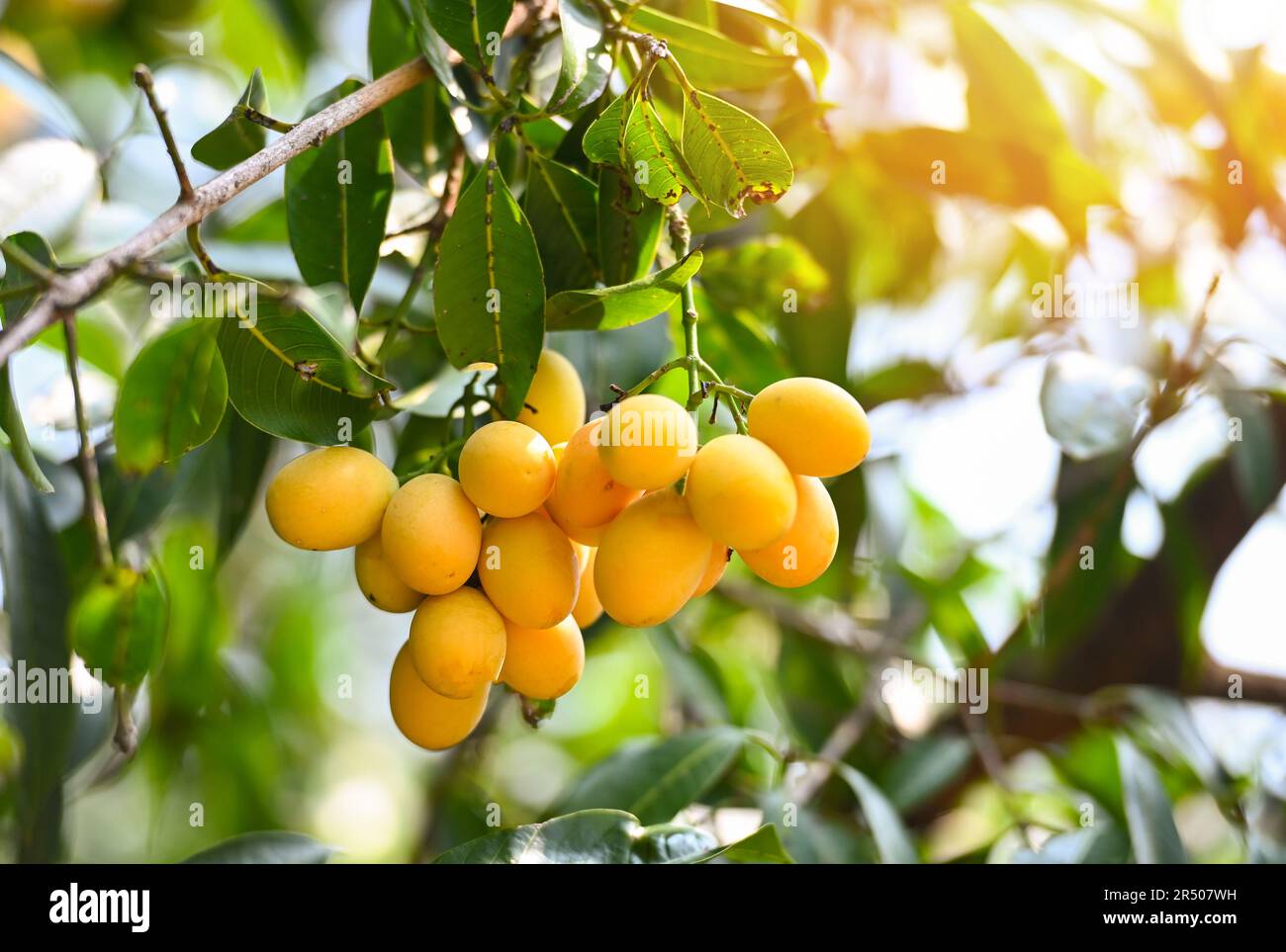 Marian plum fruit in marian plum tree in the garden tropical fruit ...