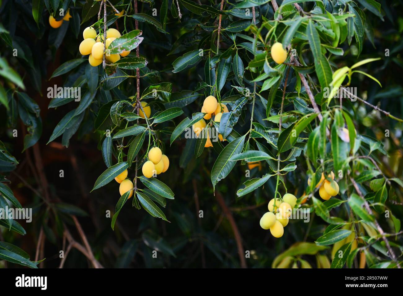 Marian plum fruit in marian plum tree in the garden tropical fruit ...