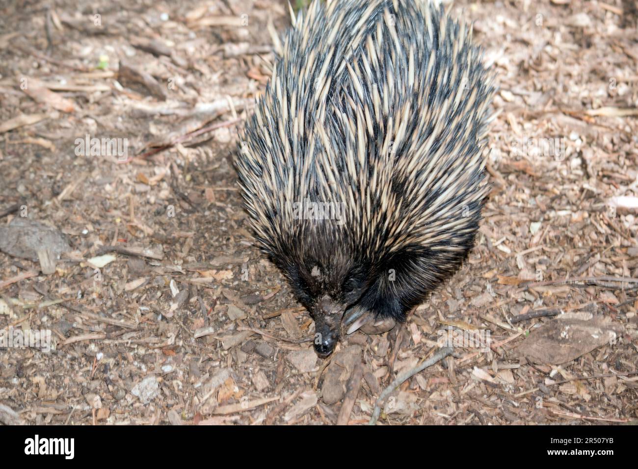 The echidna has spines like a porcupine, a beak like a bird, a pouch ...