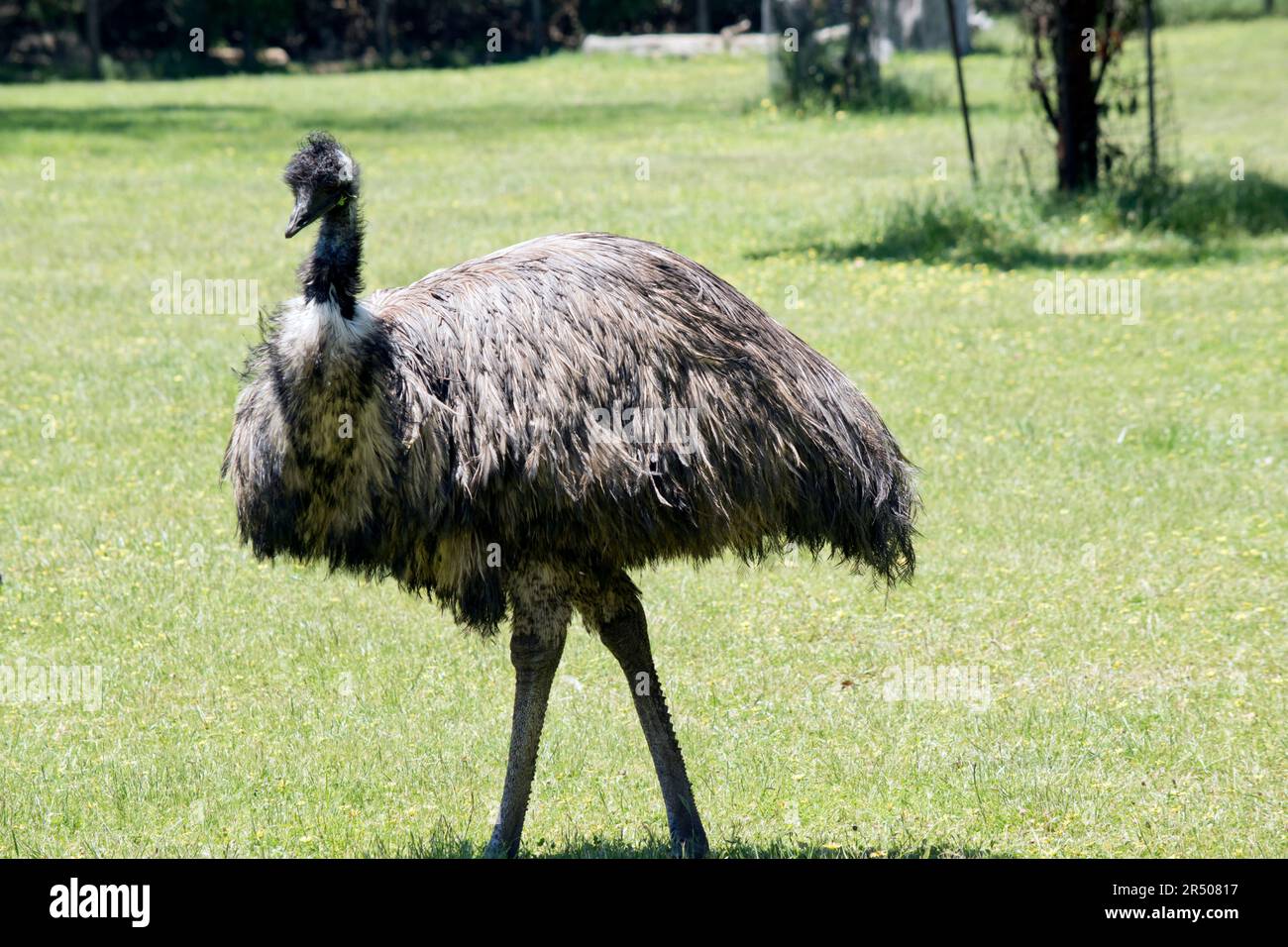 The australian emu is covered in primitive feathers that are dusky ...