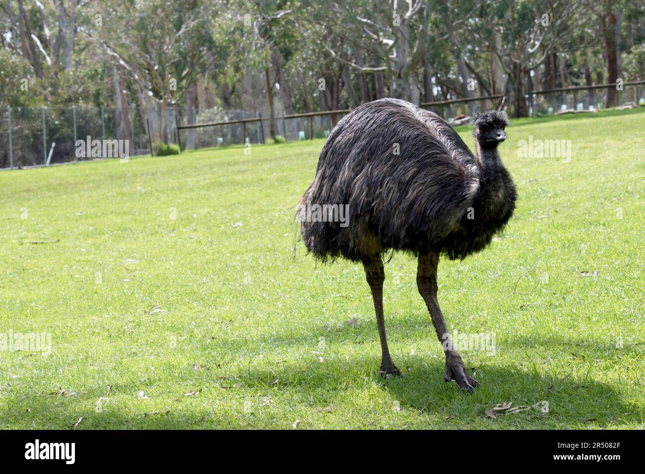 the australian emu is walking in a field Stock Photo - Alamy