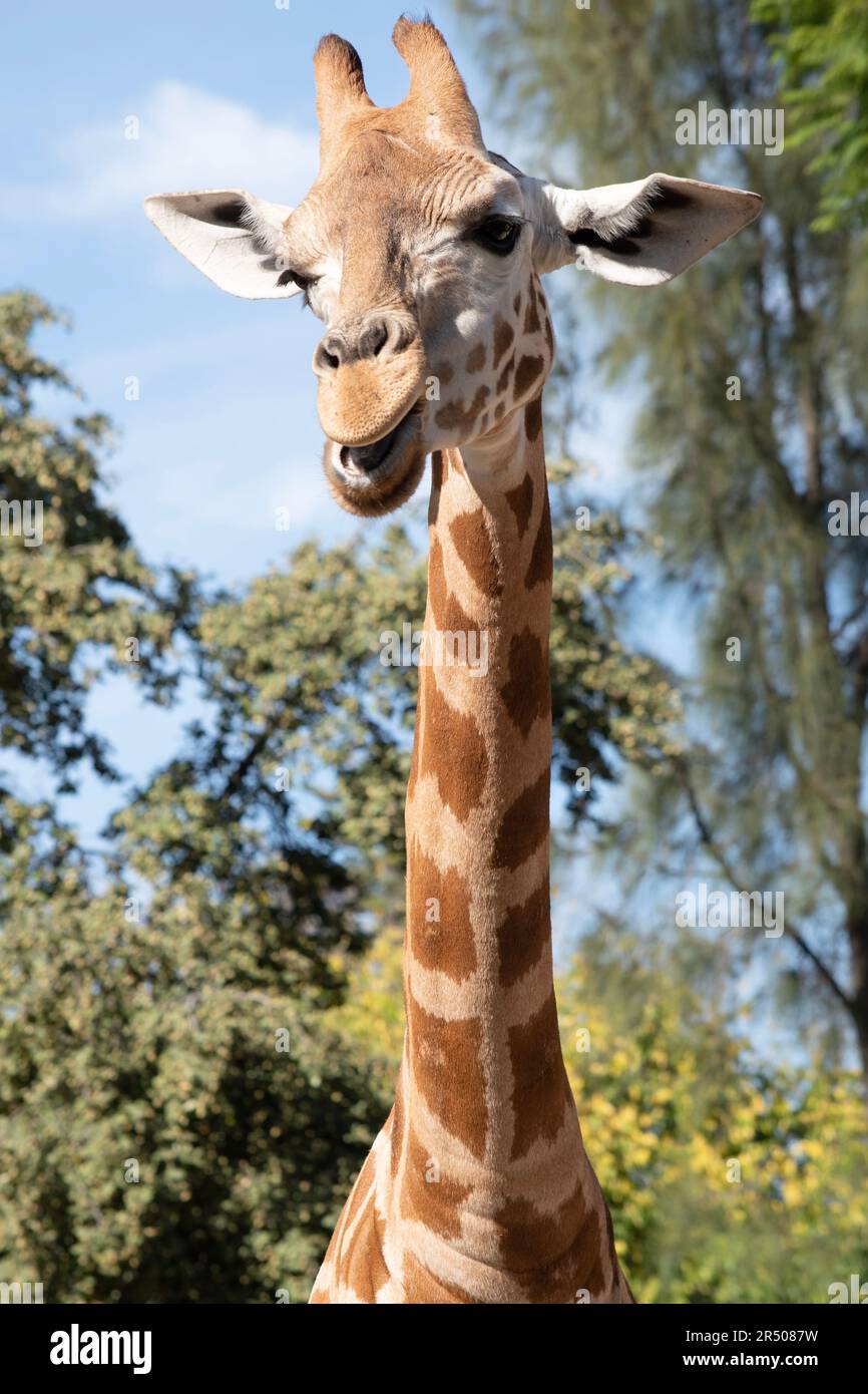 The giraffe is the tallest of all mammals. The legs and neck are ...