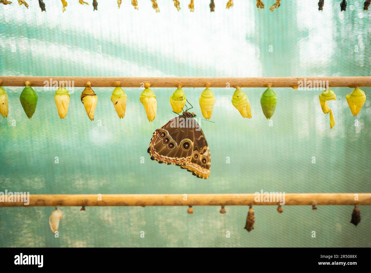 Butterflies chrysalis on a branch in Butterflies farm in Botanic garden ...