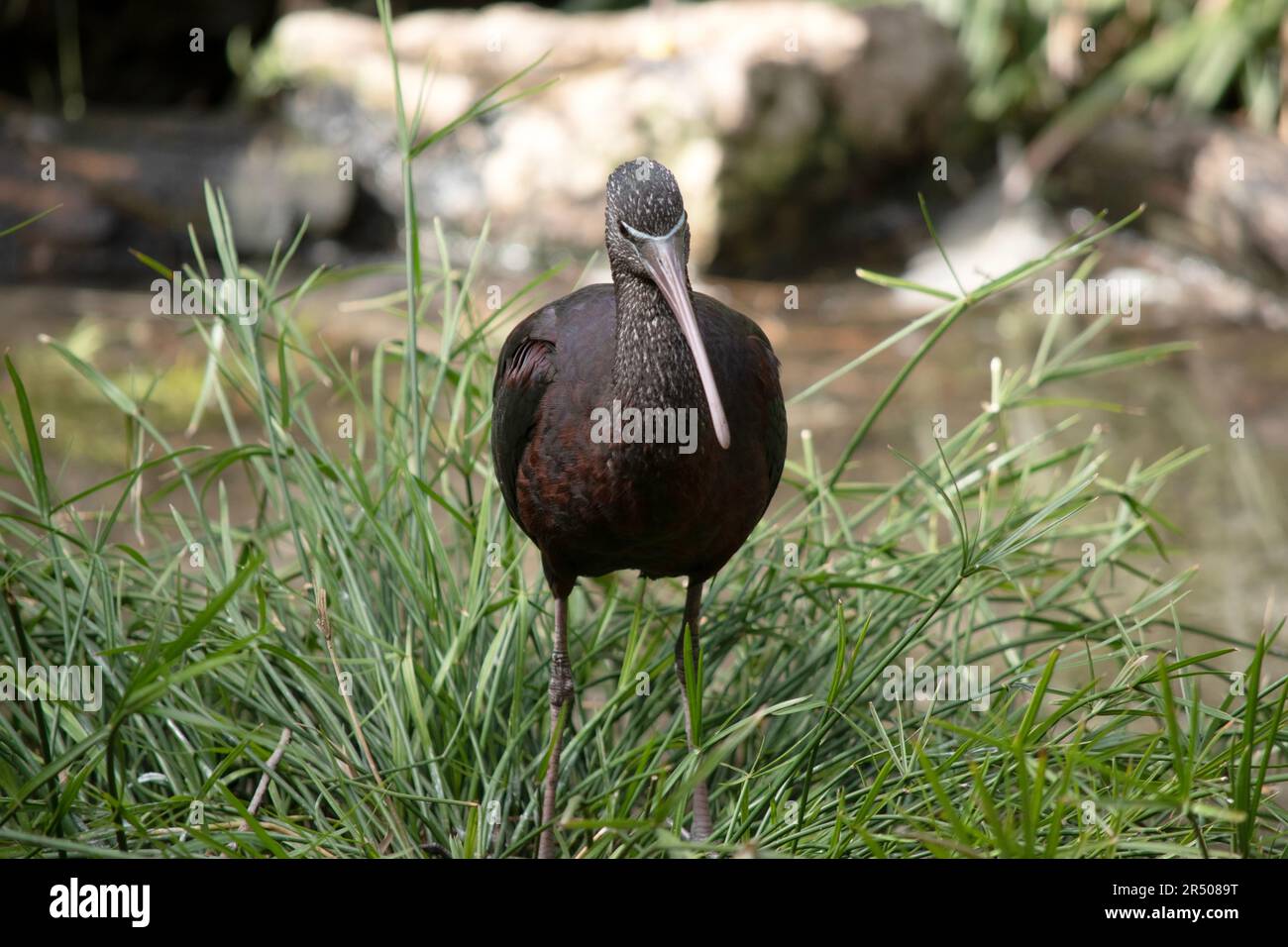 The glossy ibis neck is reddish-brown and the body is a bronze-brown ...