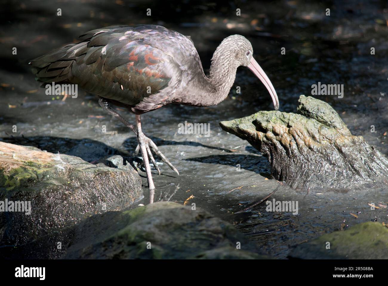 The glossy ibis neck is reddish-brown and the body is a bronze-brown ...