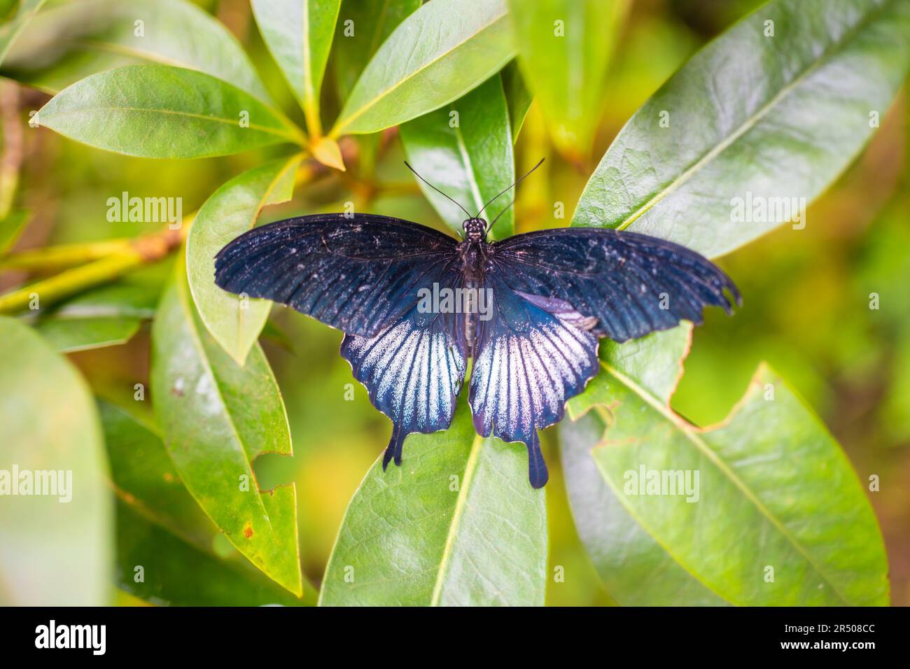 Beautiful butterfly in tropical forest of Botanic Garden in Prague ...