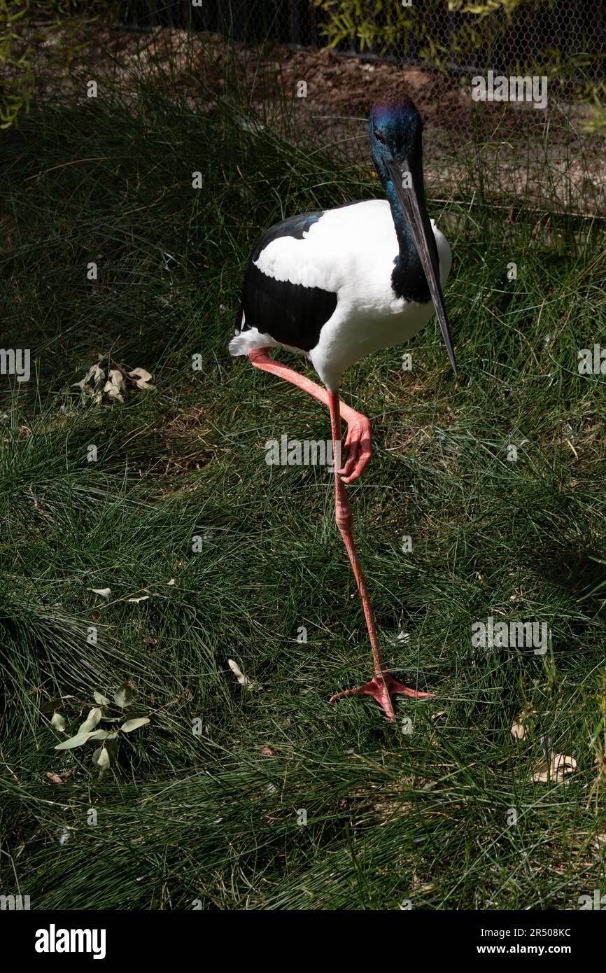 The Jabiru or black necked stork is a black-and-white waterbird stands ...
