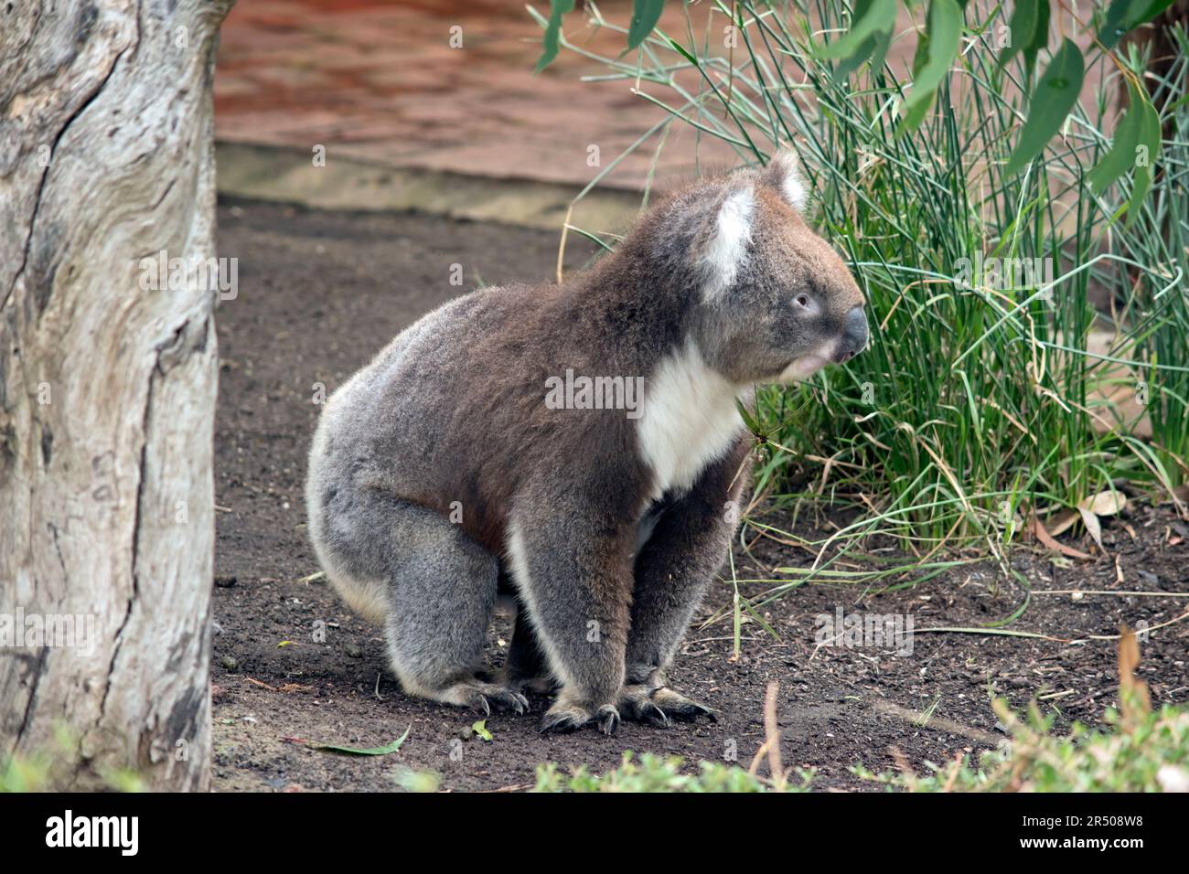 the Koala has a large round head, big furry ears and big black nose ...