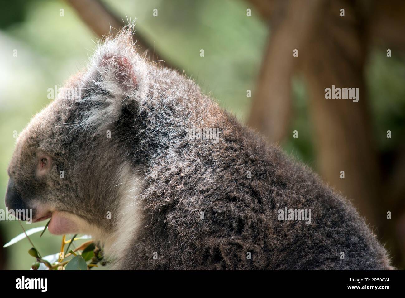 the Koala has a large round head, big furry ears and big black nose ...