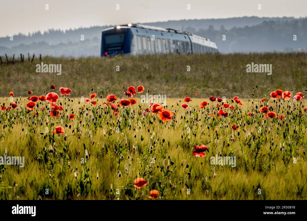 A hydrogen train passes a field with poppy flowers in the Taunus region ...