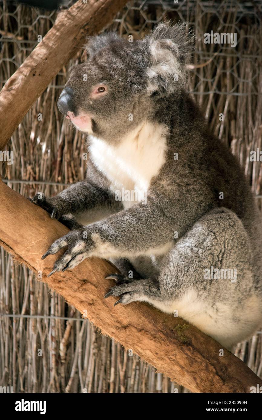 the Koala has a large round head, big furry ears and big black nose ...