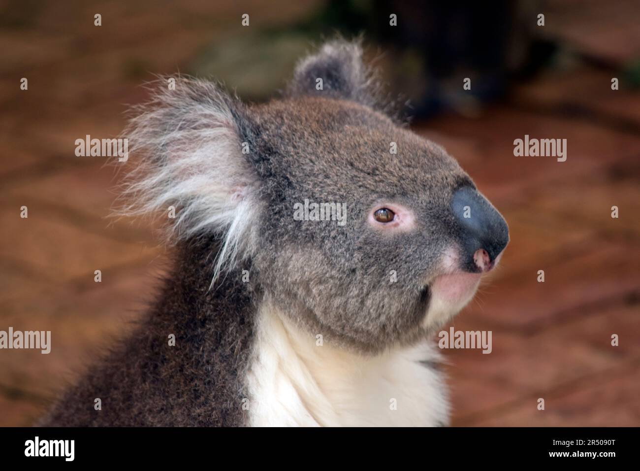 The Koala has a large round head, big furry ears and big black nose ...