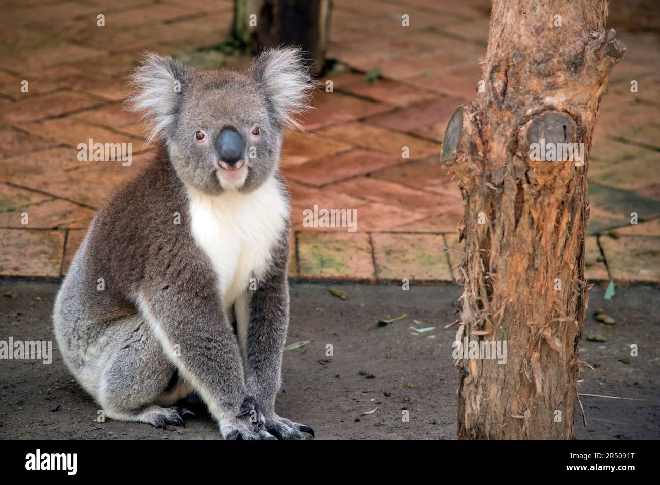 The Koala has a large round head, big furry ears and big black nose ...