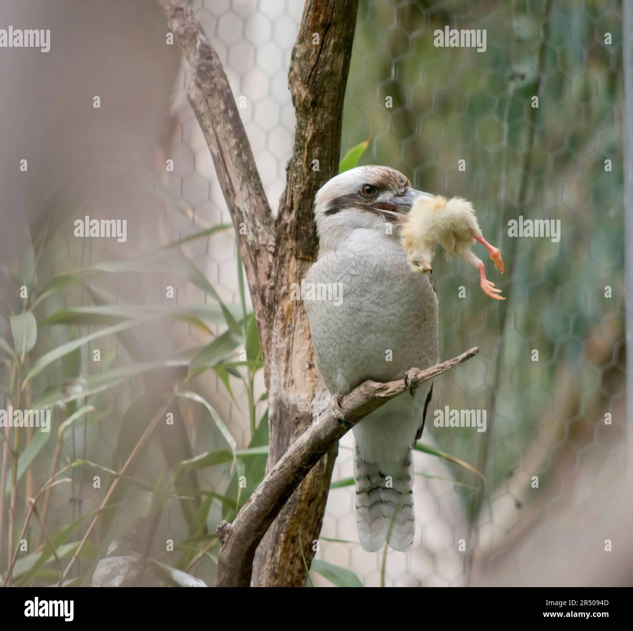 Kookaburras have an off-white head, which is marked by a distinctive ...
