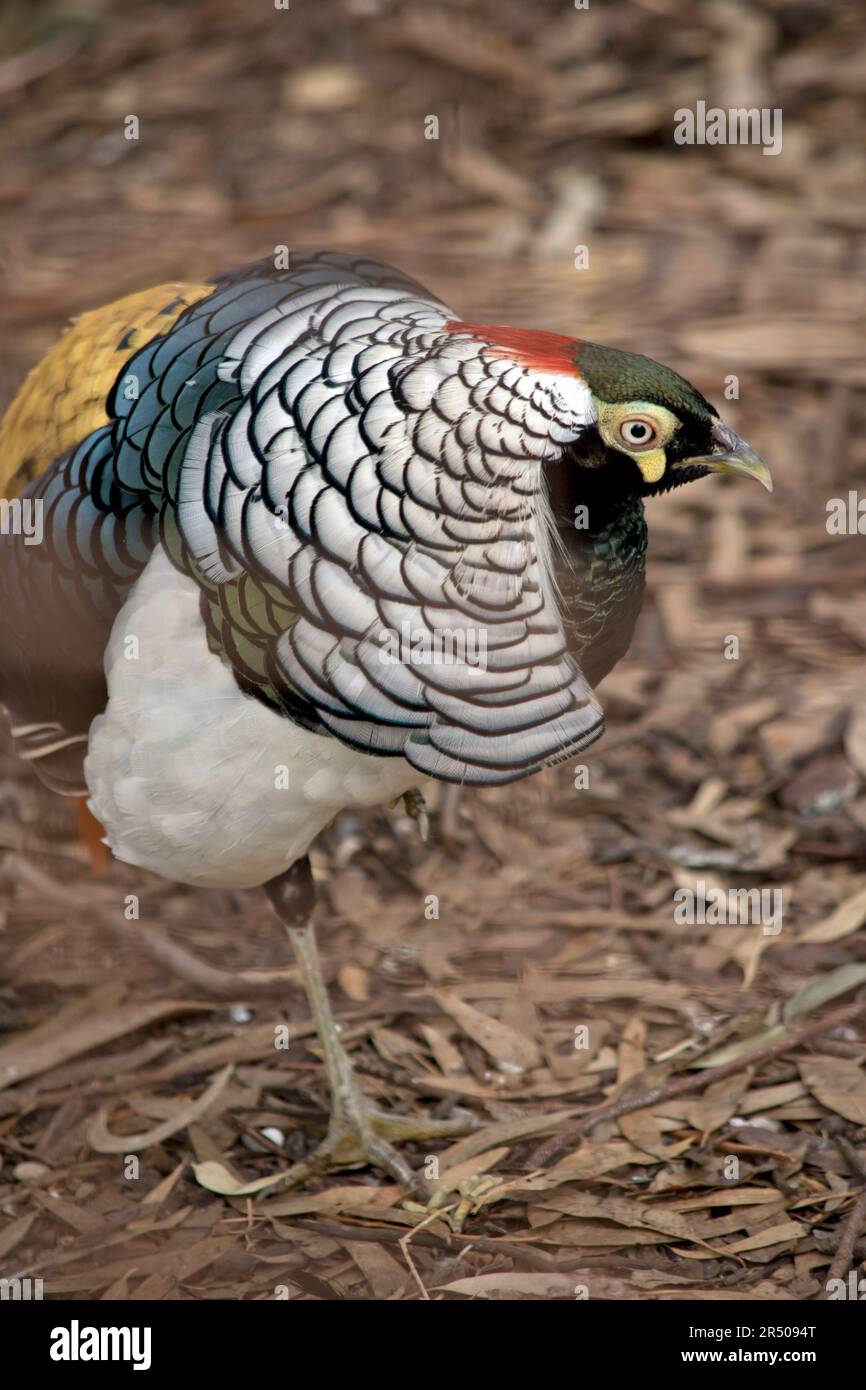 the lady Amherst pheasant is a colourful body of green, blue, red ...