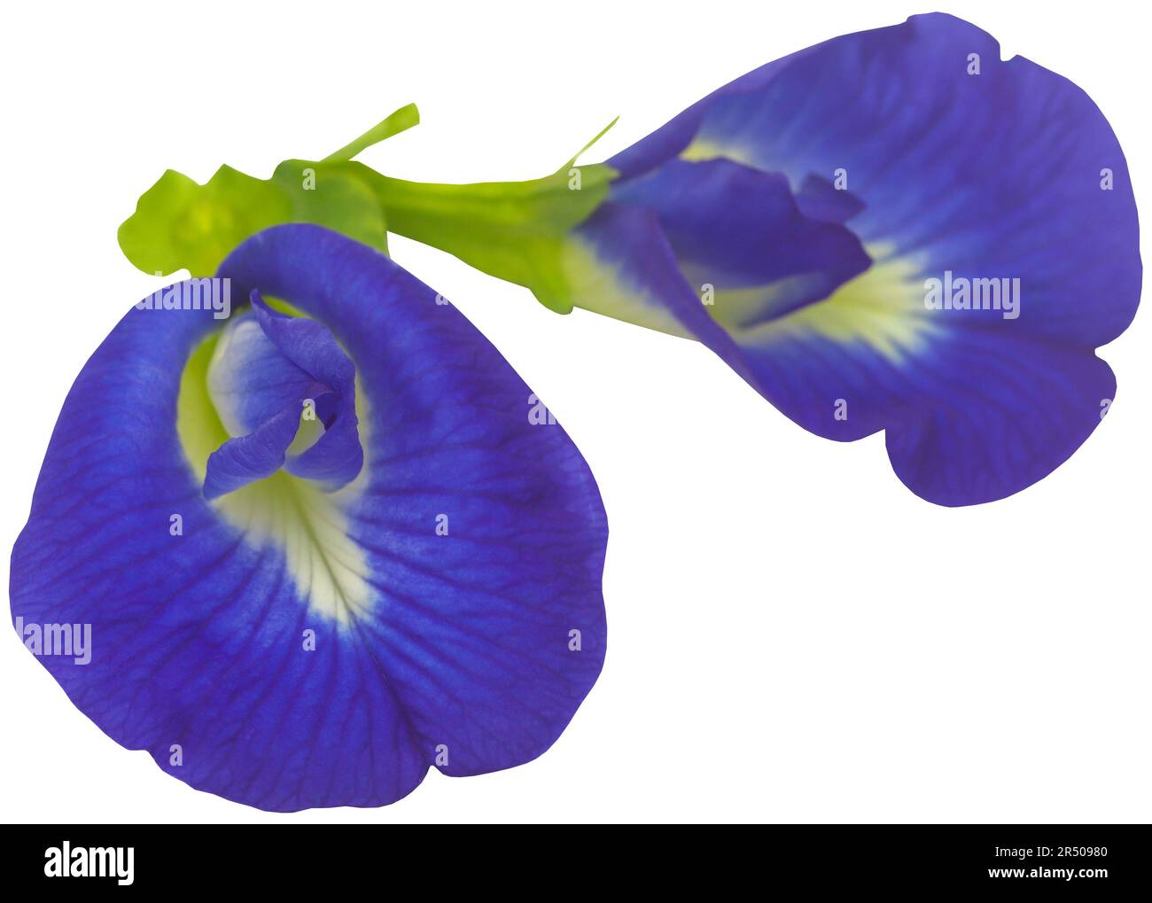 Clitoria ternatea or blue aparajita flower isolated Stock Photo - Alamy