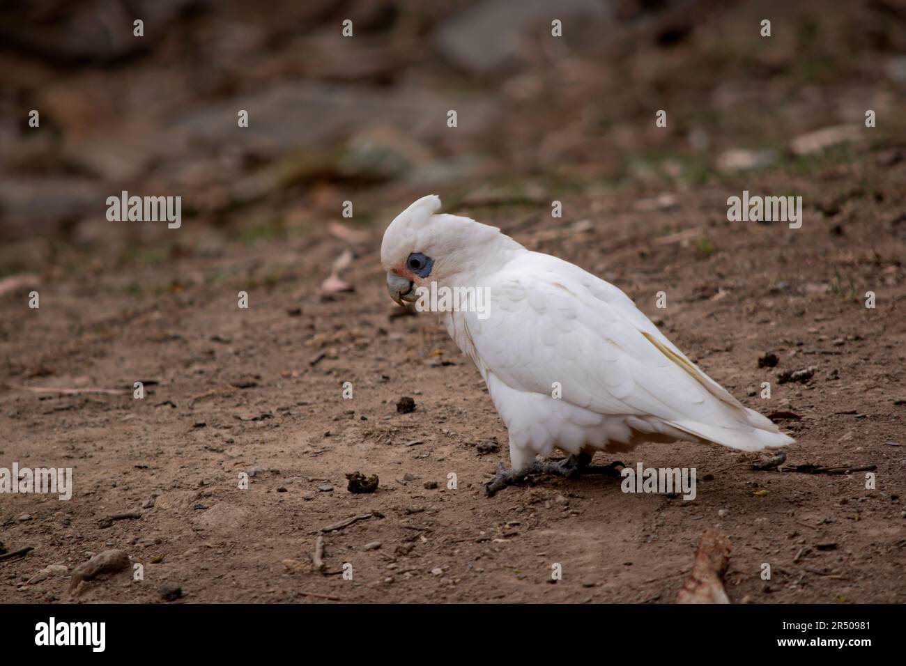 the little corella is an all white bird with red on the face with a ...