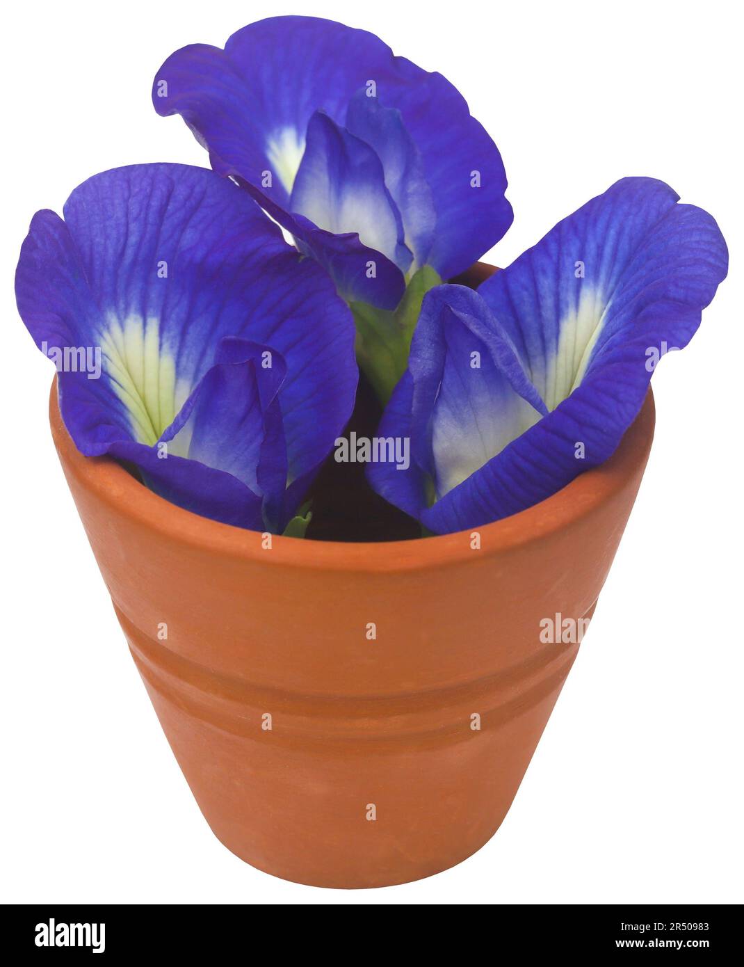 Clitoria ternatea or blue aparajita flower isolated Stock Photo - Alamy