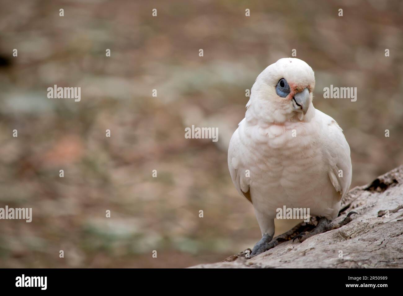 the long billed corella is an all white bird with red on the face and ...