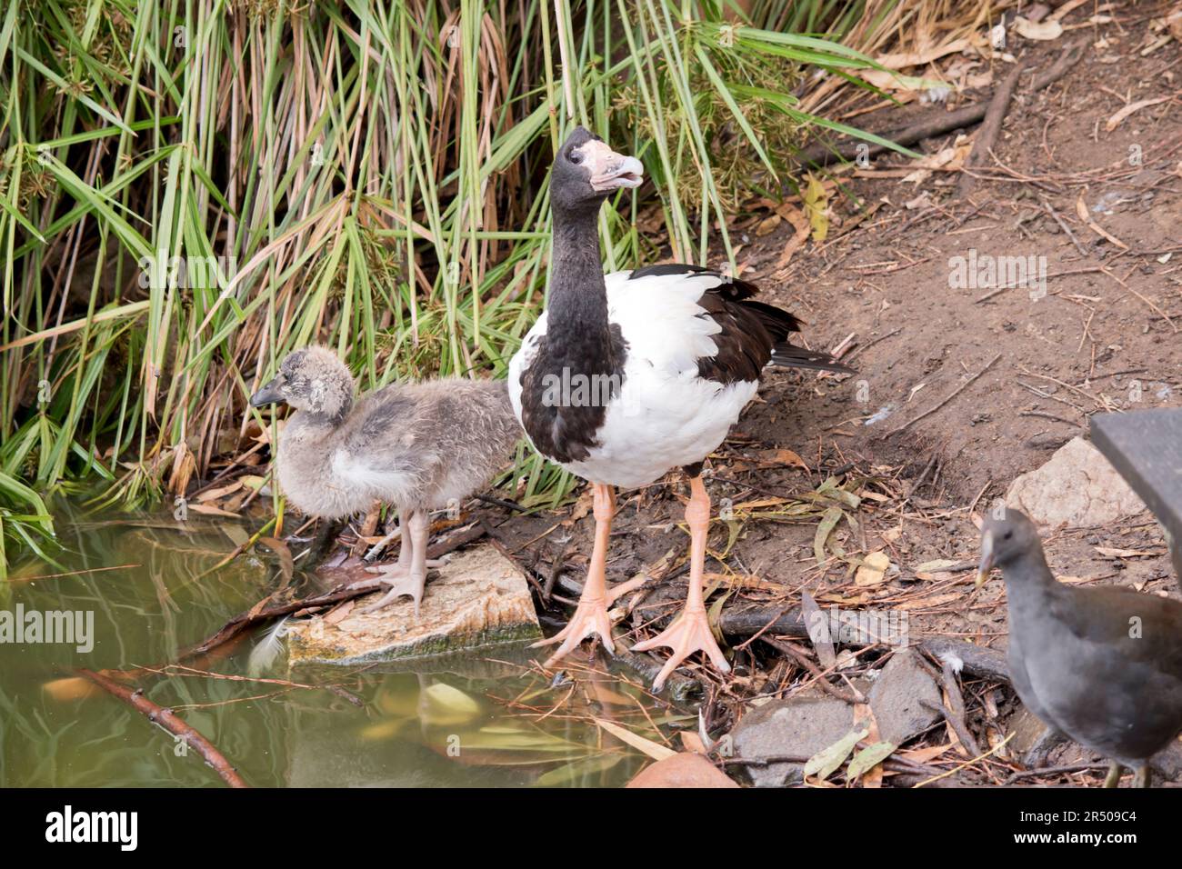 the magpie gosling has grey fluff and white feathers starting to show ...