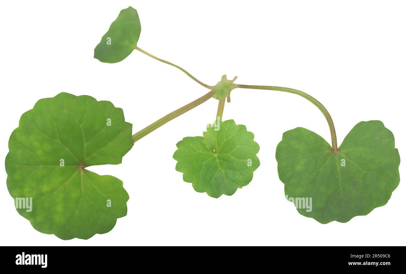 Ayurvedic thankuni or gotu kola closeup and isolated Stock Photo - Alamy