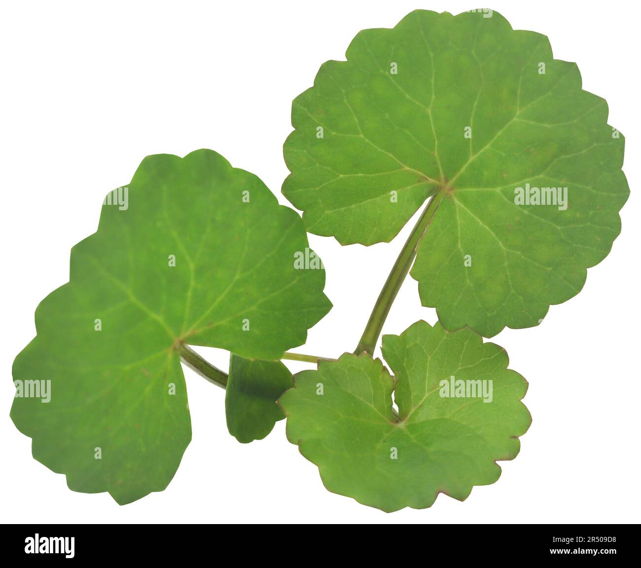Ayurvedic thankuni or gotu kola closeup and isolated Stock Photo - Alamy