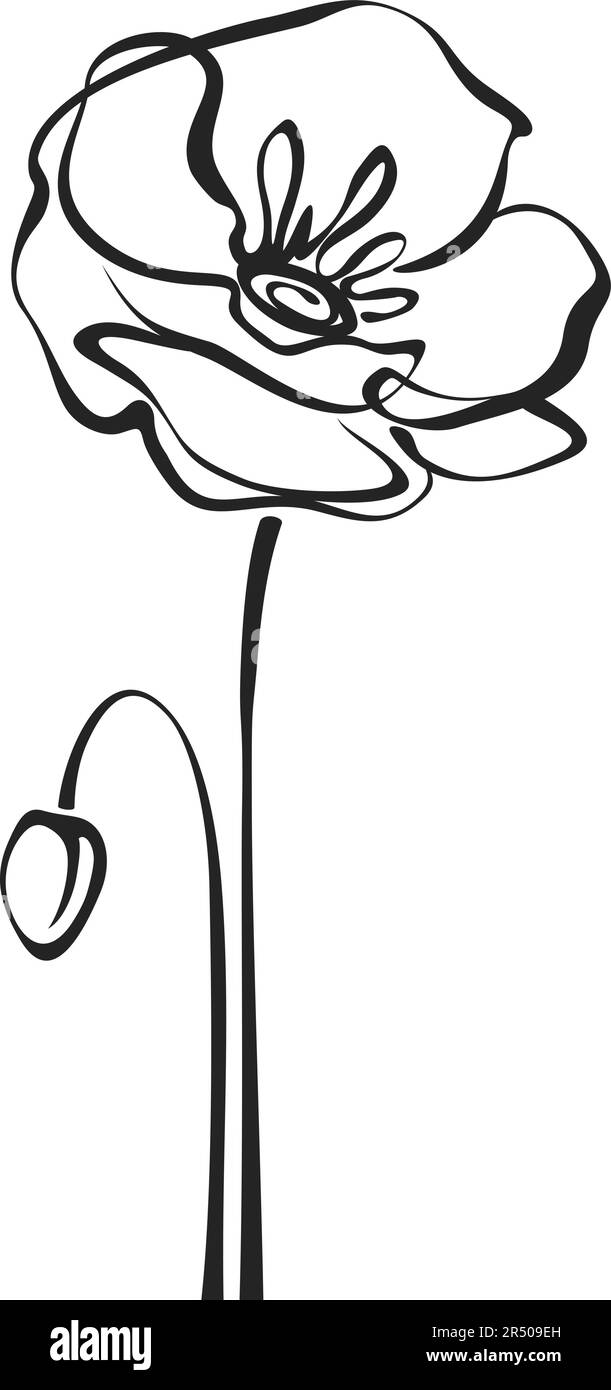 Poppy flower. Black line drawing of a poppy flower isolated on a white ...