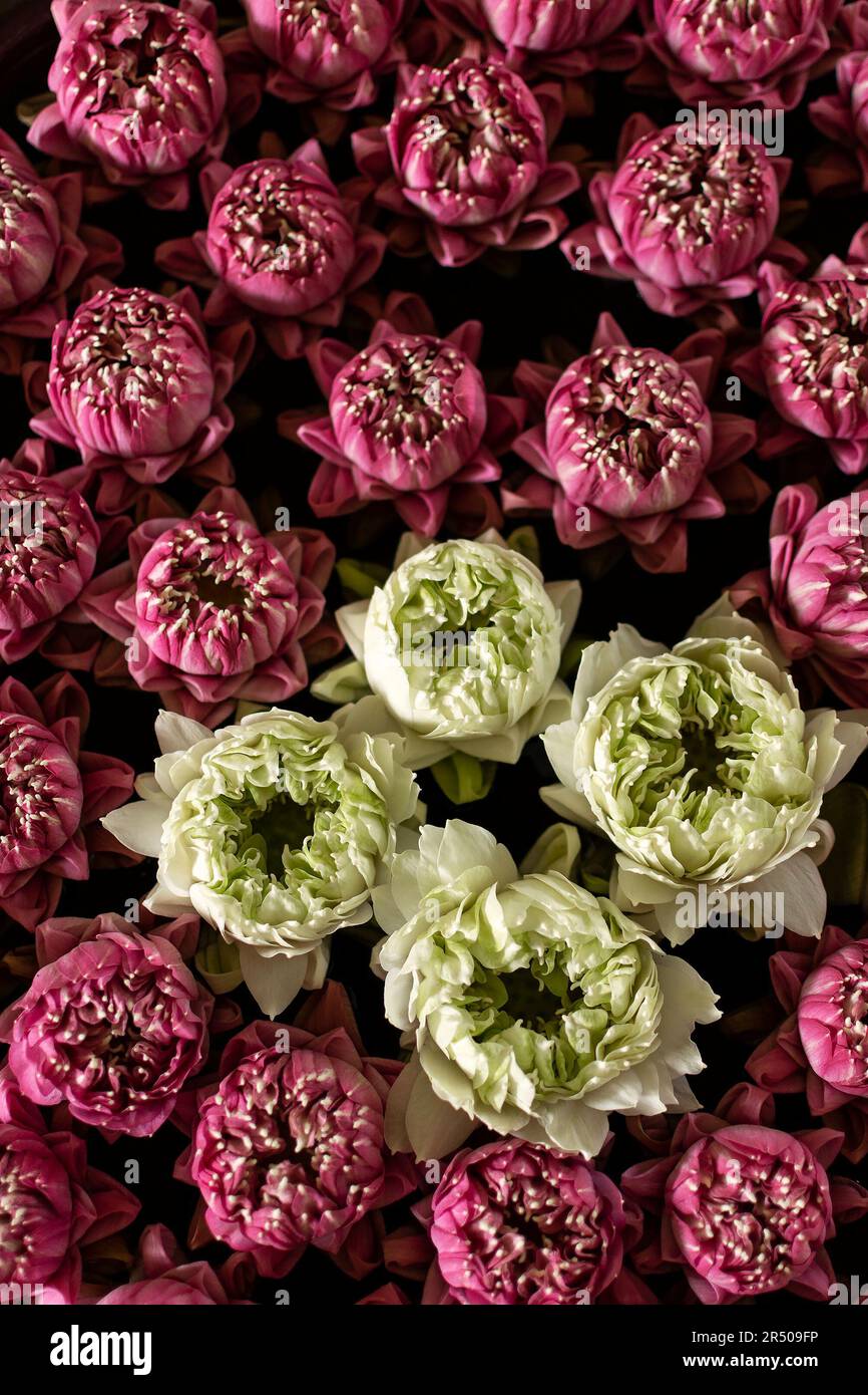 white and red lotus traditional flowers arrangement in cambodia Stock ...