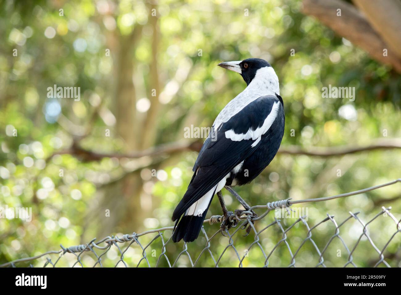 The magpie is a distinctive looking bird, with glossy black and ...