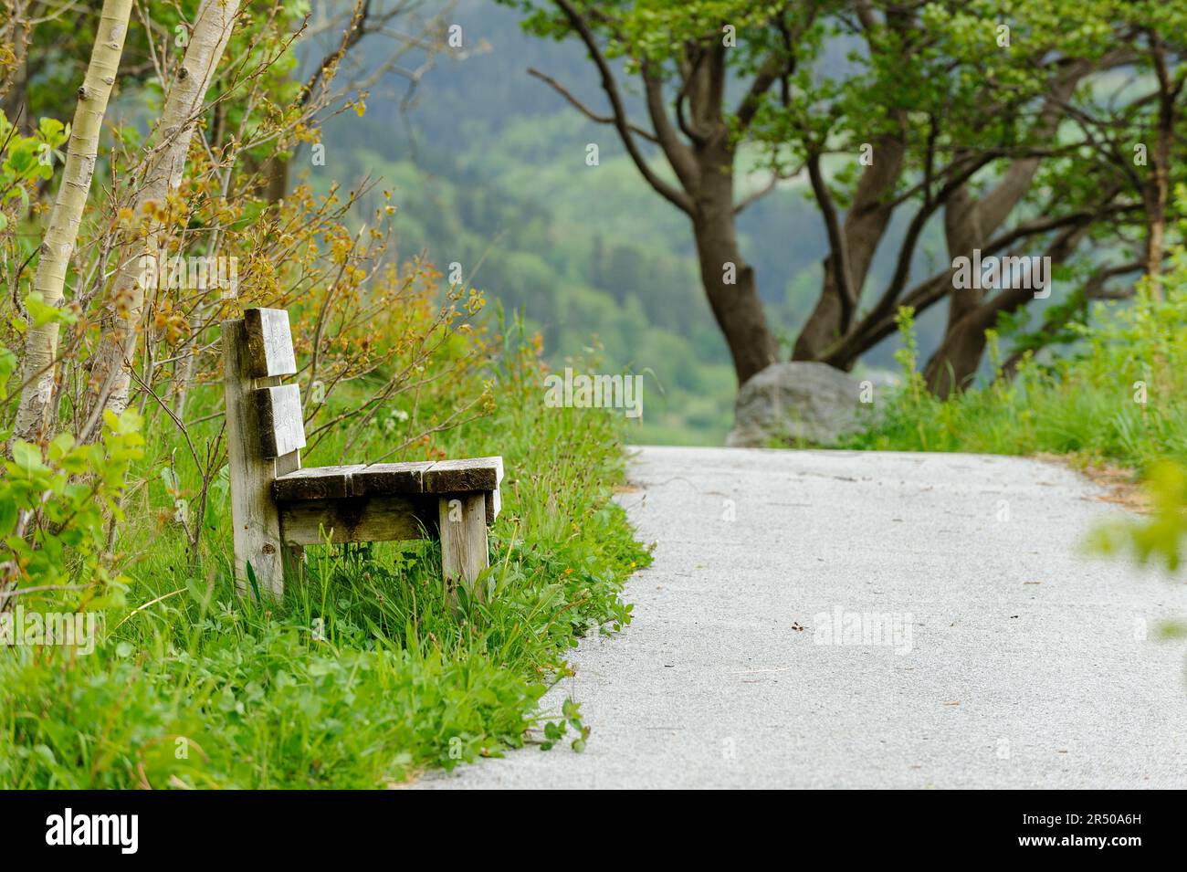 bench by footpath between trees Stock Photo - Alamy
